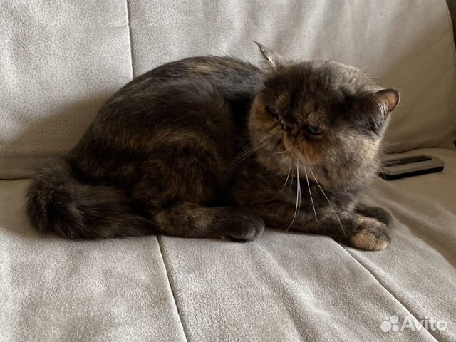 Экзотическая короткошерстная кошка