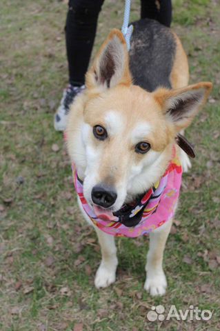 Похожая на лайку собачка ищет дом