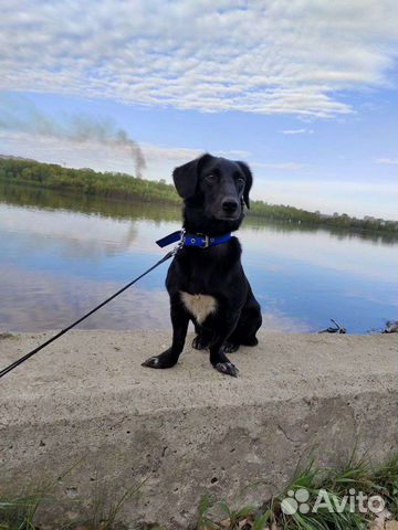 Бесплатно Такса/спаниель в добрые руки