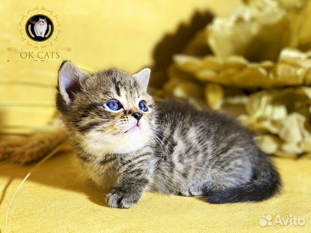 Мимишный манчкин супермини с документами