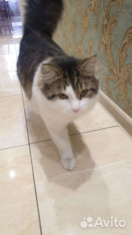 Кошка в дар бесплатно