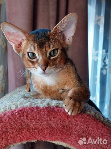 Абиссинский мачо