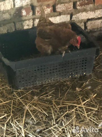 Куры молодки несушки