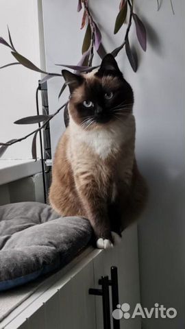 Тайская кошка девочка