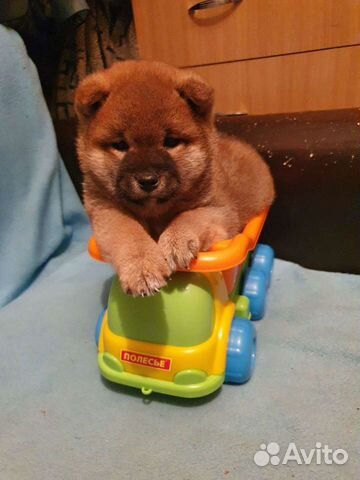 Щенок шиба ину