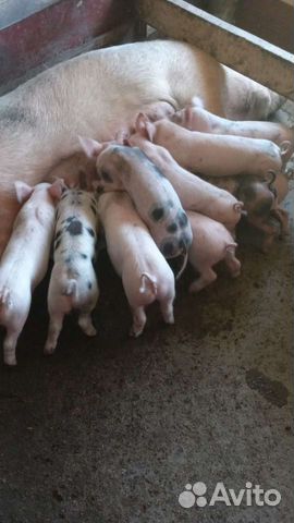 Поросенок см+петрен