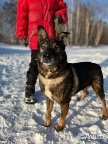 Умирает за решеткой