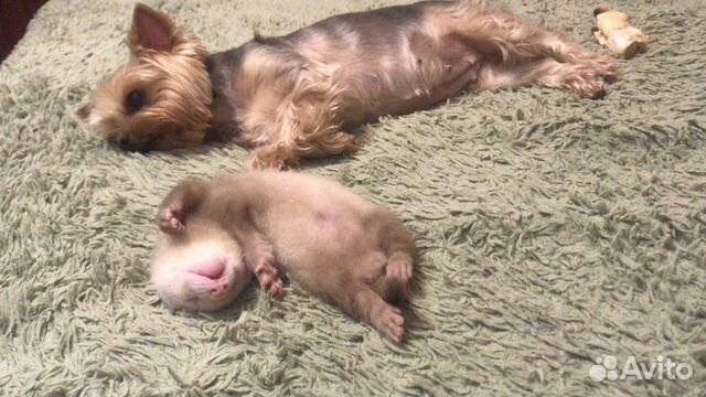 Хорьки малыши 1,5 месяца