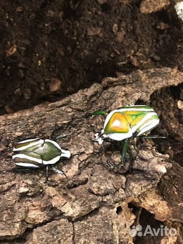 Личинки жуков dicronorrhina derbyana layardi