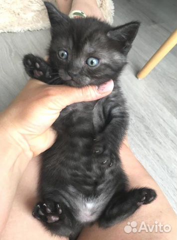 Котята-шотландцы необычной окраски :)