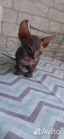 Котята донского сфинкса