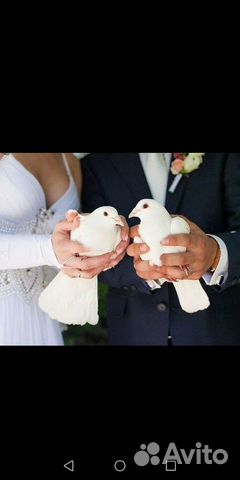 Белые голуби для выпуска в небо