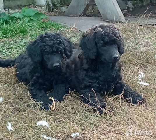 Пуделятки карлики