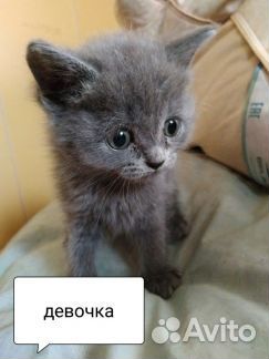 Русская голубая,1 мес