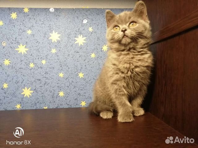 Британская киса