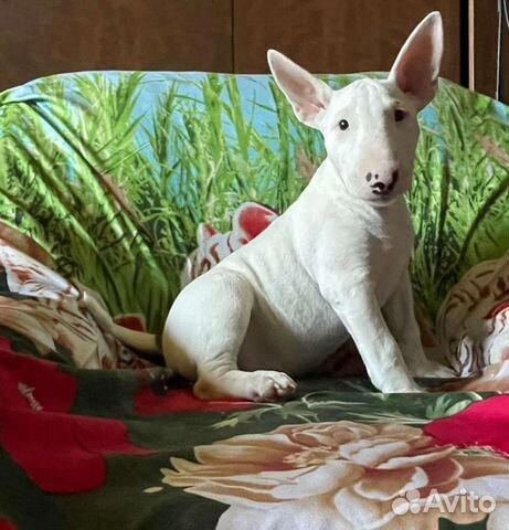 Щенок стандартного бультерьера