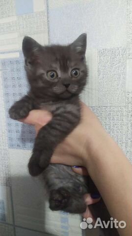 Котëнок мальчик в хорошие руки