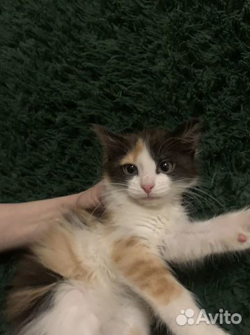 Ангорская кошечка