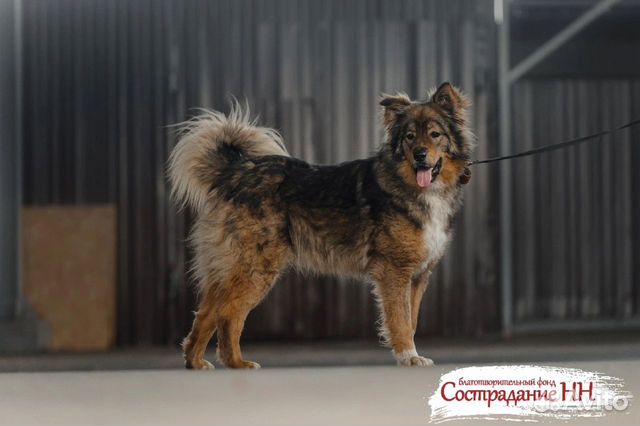 Собака в добрые руки