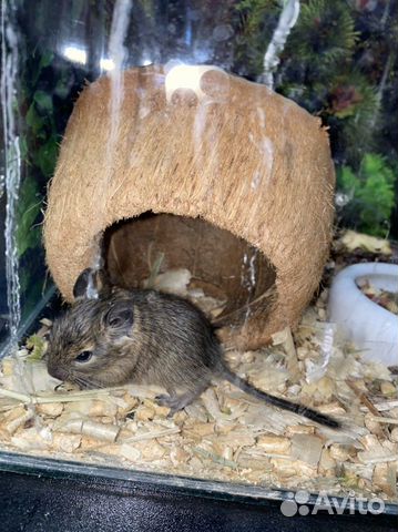 Бельчата Дегу