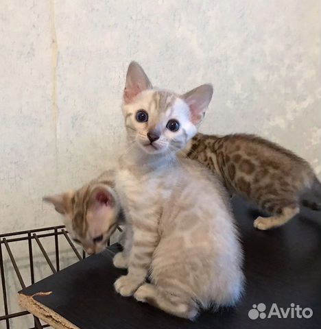 Бенгальчики снежные девочки и мальчики WCF