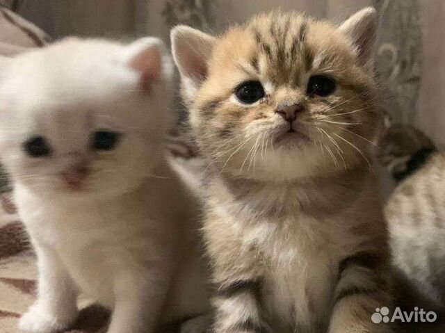 Британчики