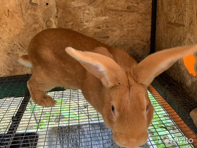 Кролики мясных пород