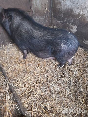 Вьетнамская свинья