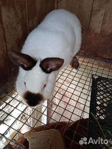 Калифорнийские кролики