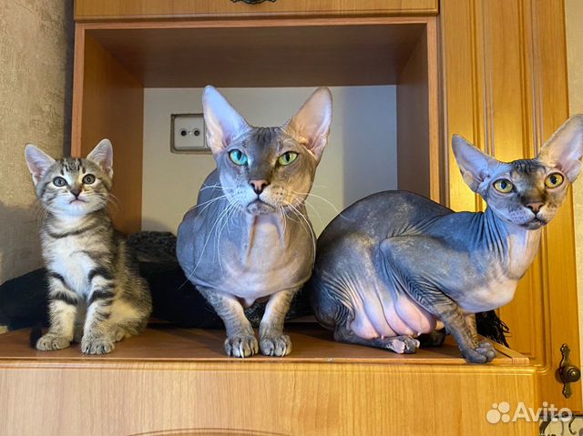 Пристраивается котенок сфинкса