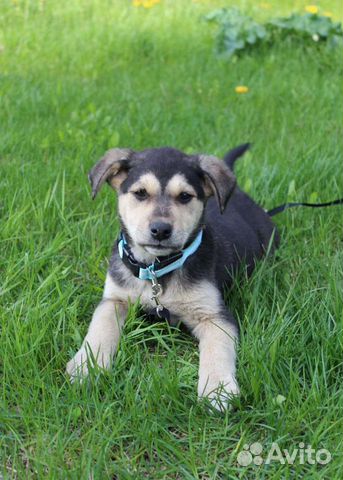 Щеночек в дар