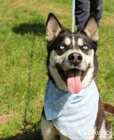 Заберите в частный дом метиса хаски из приюта