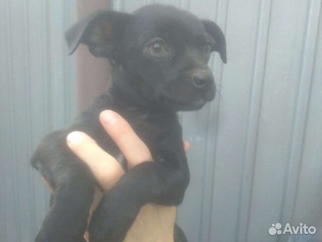 Чихуахуа щенок