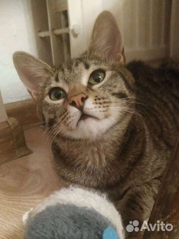 Котенок ласковый и любопытный в добрые руки