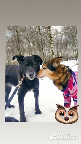 Ищу любящих родителей