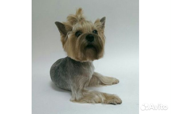 Йоркширский терьер вязка (стандарт)