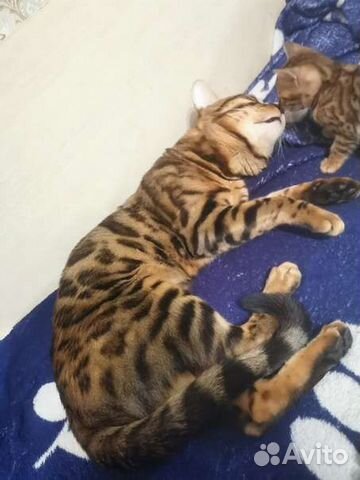 Бенгальские котята