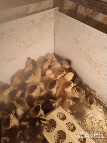 Суточные индо-утки 10 штук