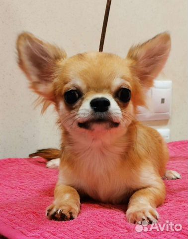 Шикарный мальчик Чихуахуа рыжего окраса