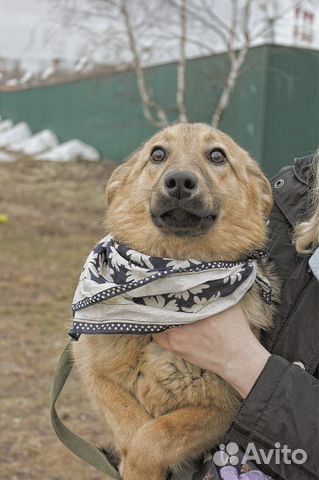 Невероятная Трейси в поиске дома