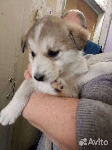 Собака дворняга