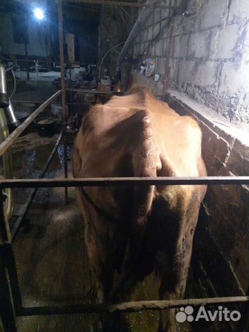 Корова дойная