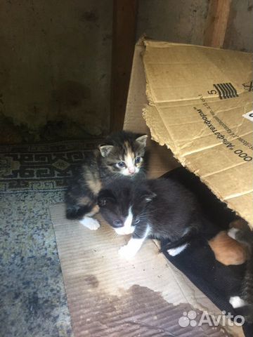Котята бесплатно
