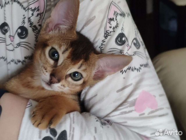 Абиссинские котята с документами