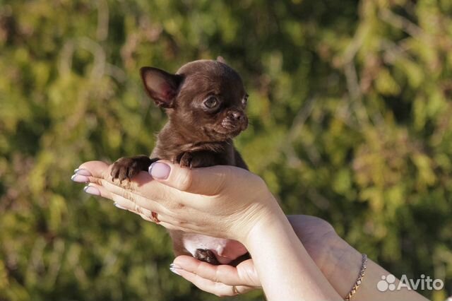 Шоколадный малыш