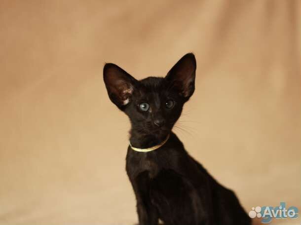 Ориентальные котята