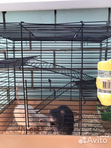 Крысы дамбо девочки с клеткой