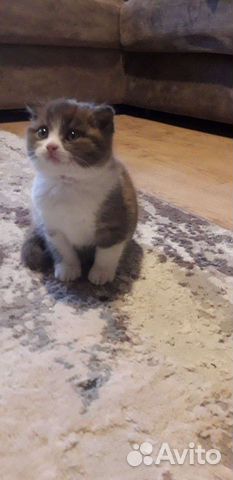 Британские вислоухие котята