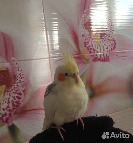 Попугай корелла самец