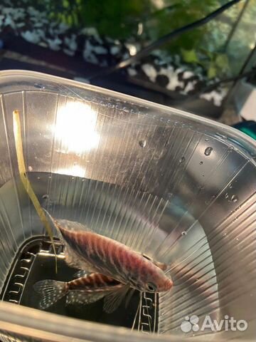 Рыбки гурамми